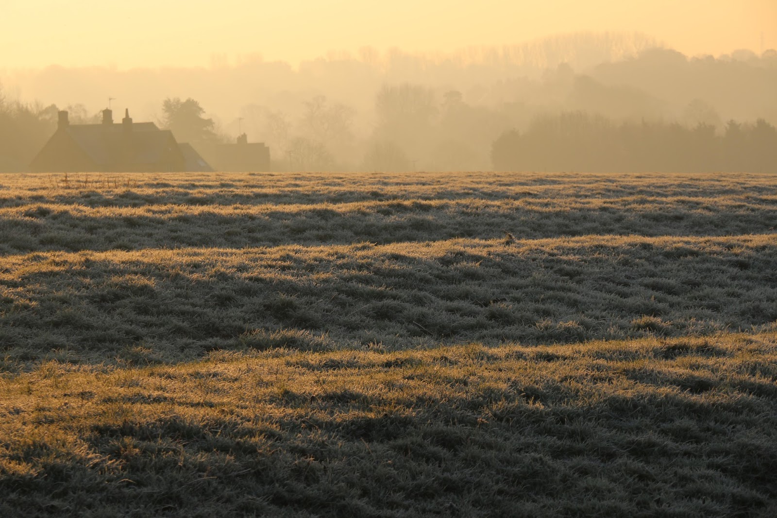 Nature in the Heart of England: Chacombe: Glaucous Gull