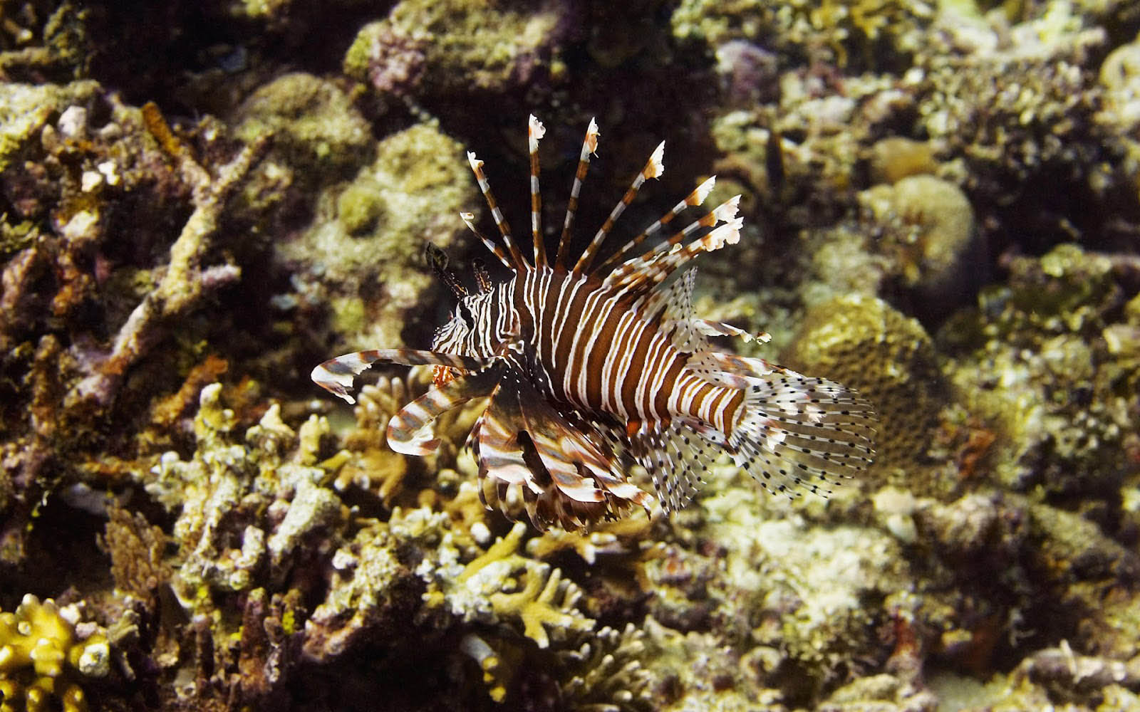Ikan Dasar Laut 2 - dam Background