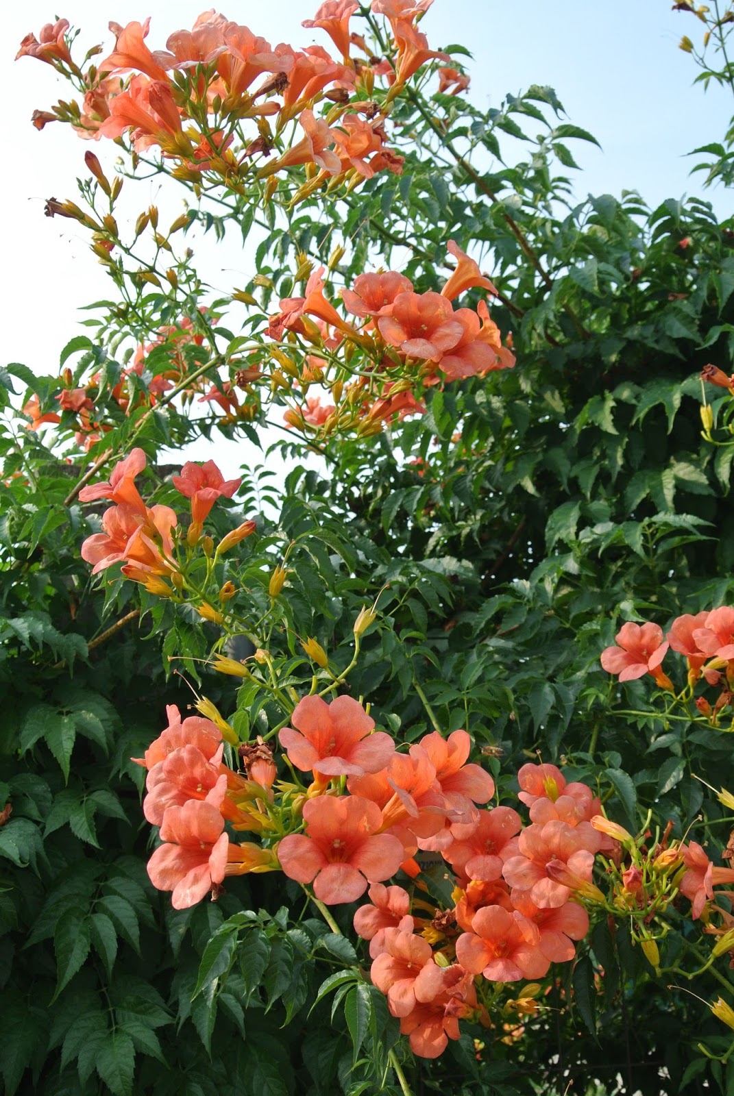 Ultimissime dall'orto: Bignonia resistente e generosa tropicale di campagna