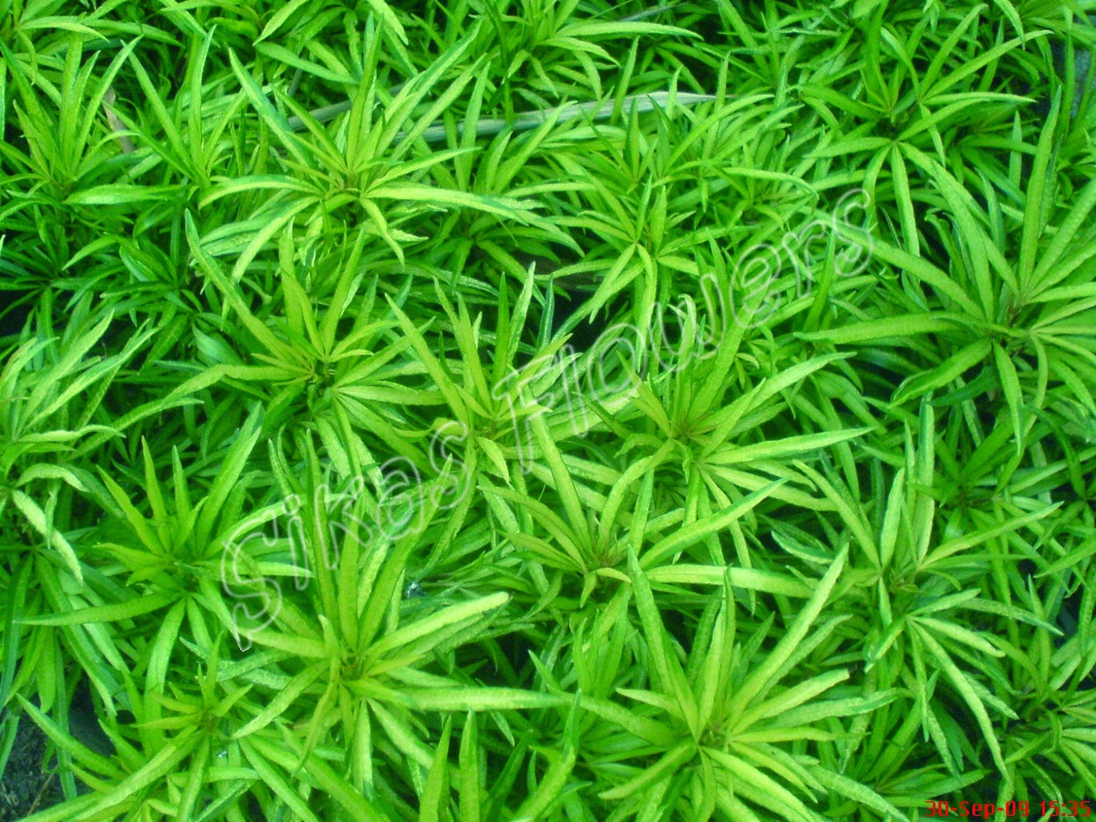 Ararea - Sikas Flowers