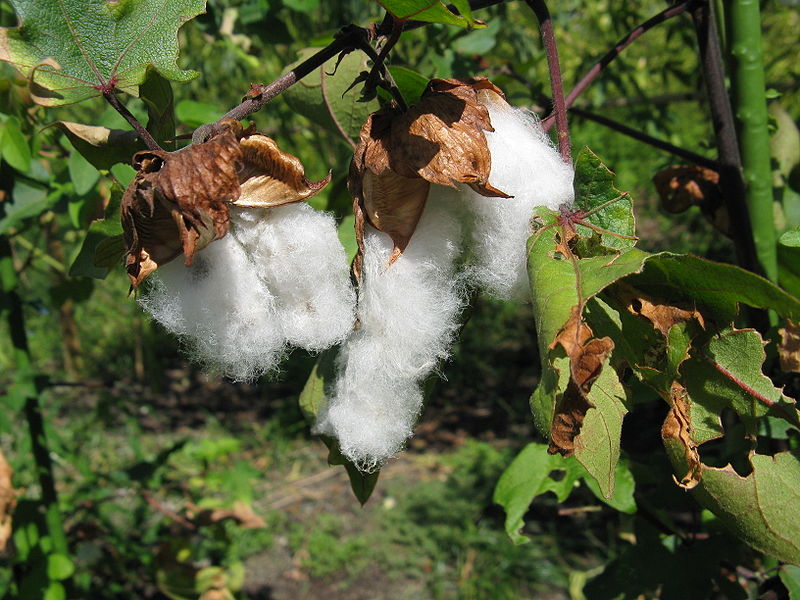 NIANNI'S: Types of cotton