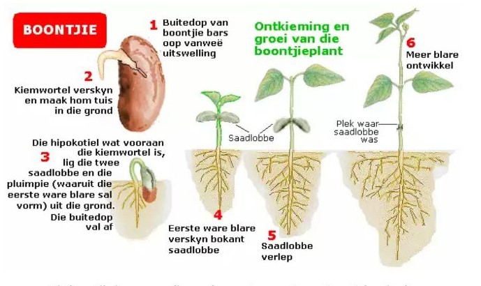 Wetenskap – Die ontkieming en groei van die boontjieplant