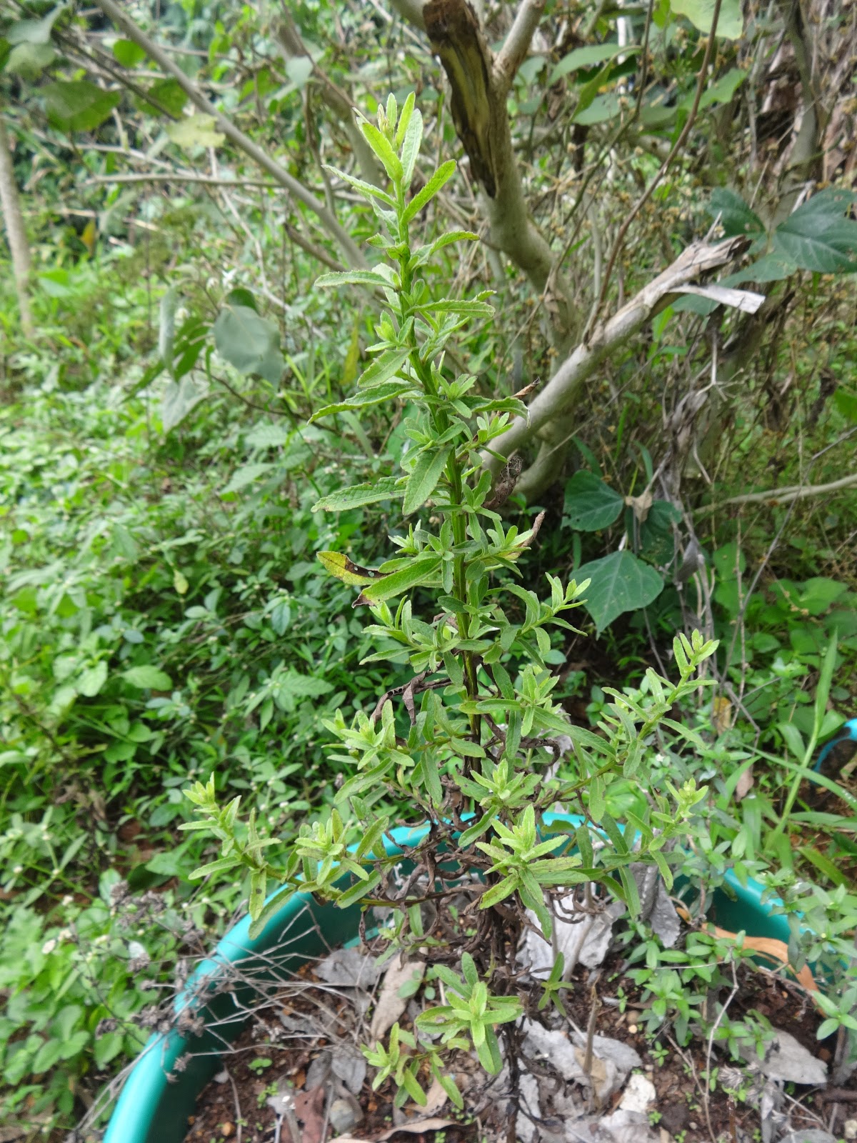 Herbs from Distant Lands: Laggera alata - Winged-Stem Laggera, Liu Leng ...