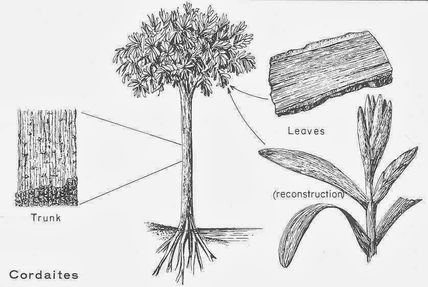 Paleobotany: CARBONIFEROUS PERIOD ~ 358.9–298.9 million years ago