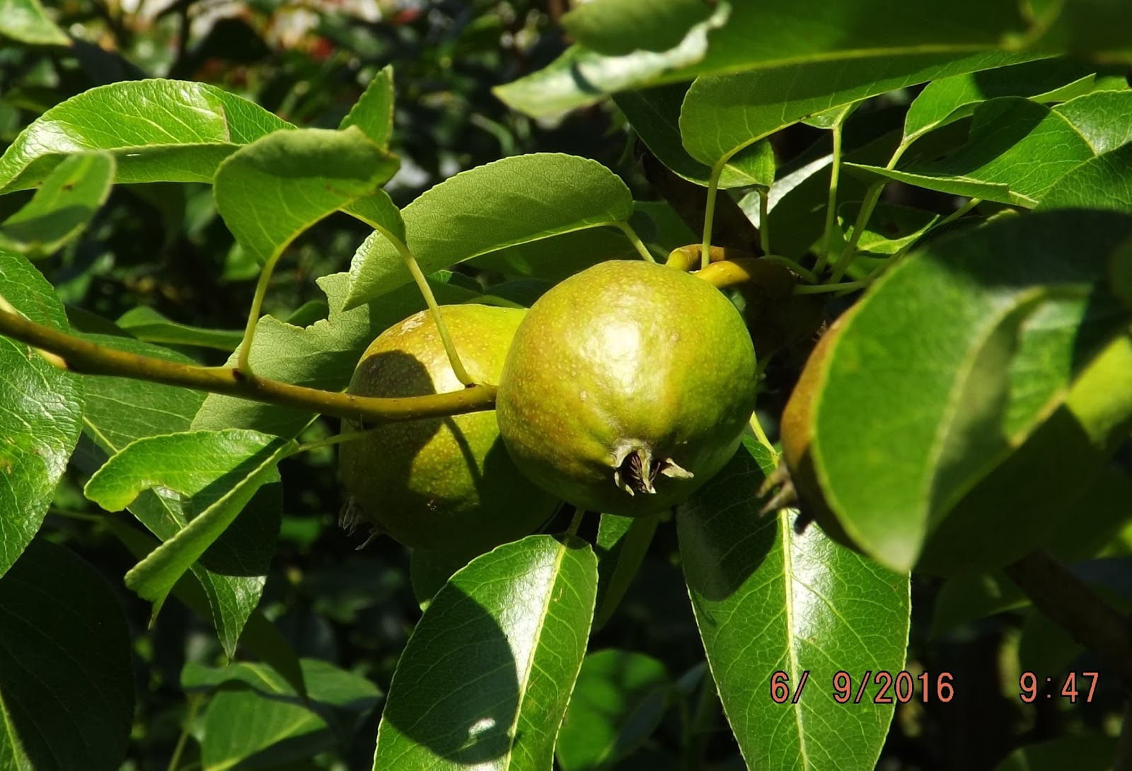 Gradinarit anotimp cu anotimp: Inceput de vara cu surprize