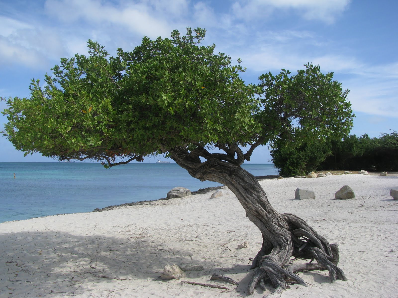 My Attempt at Gardening: Aruba 4/28-5/5 ---Part 3