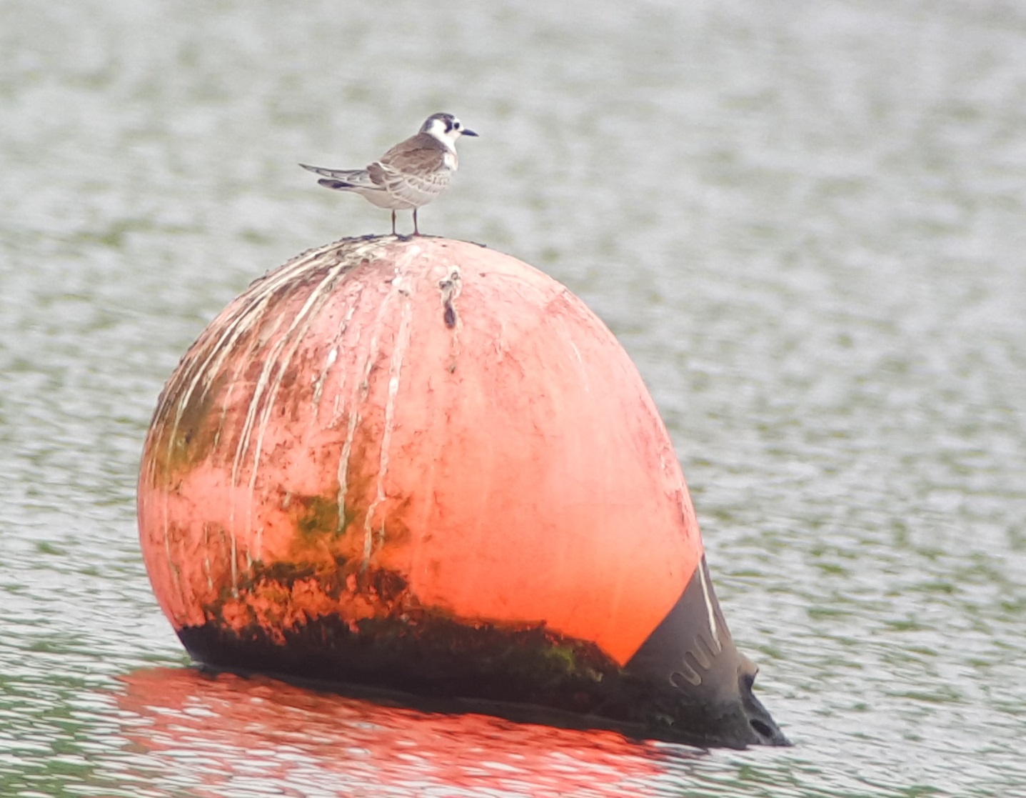 A Field Notebook: White-winged black tern at High Rid Reservoir