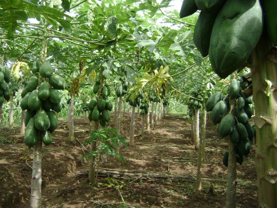 BUDIDAYA BUAH PEPAYA