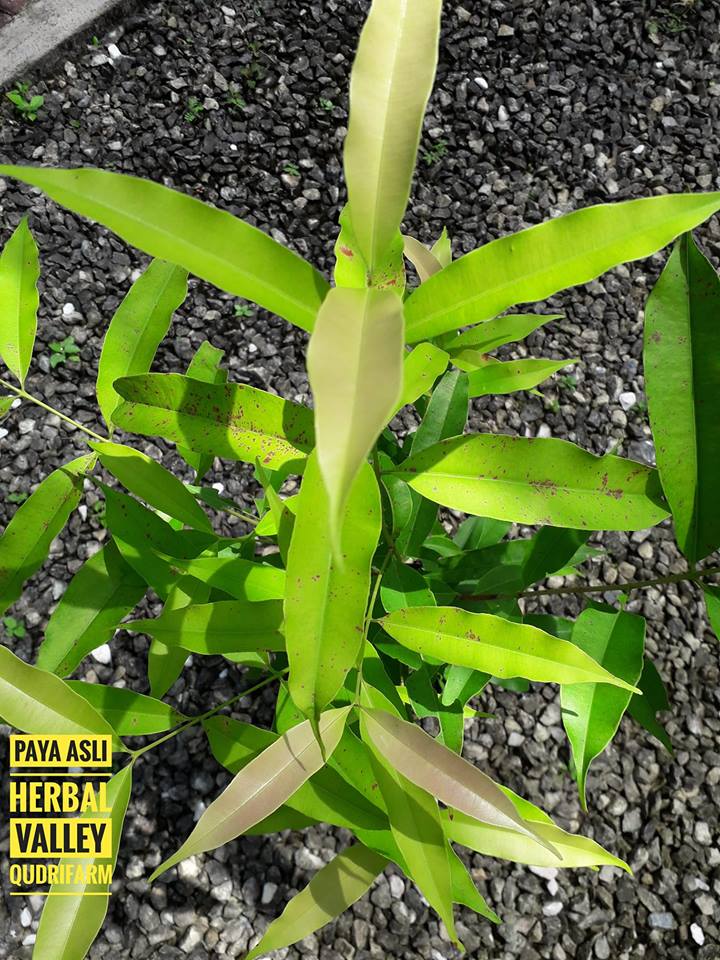 QudRiFaRm: JOM KENALI POKOK SAMAK,,, SERAI KAYU DAN SALAM...