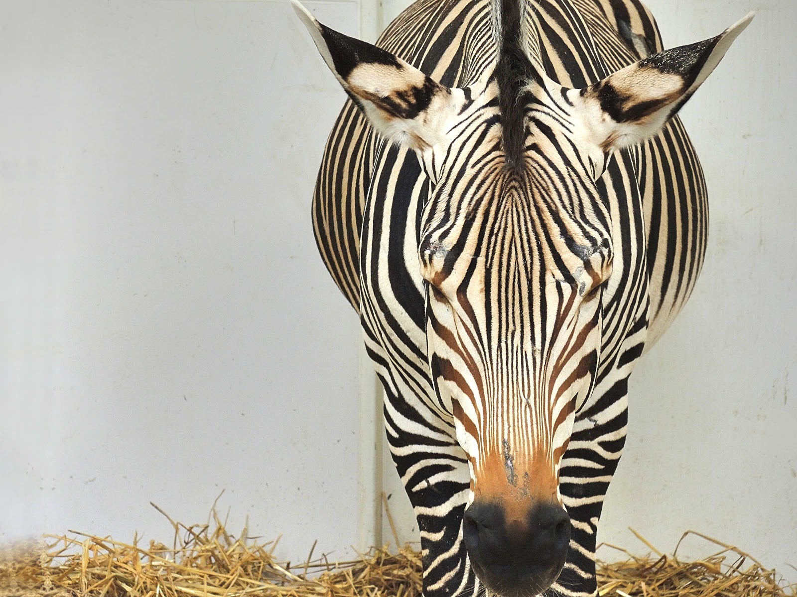 Moois van ' M(i)e': in de zoo: de zebra's - portie 2