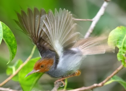 Jenis Jenis Prenjak Terlaris dan Populer