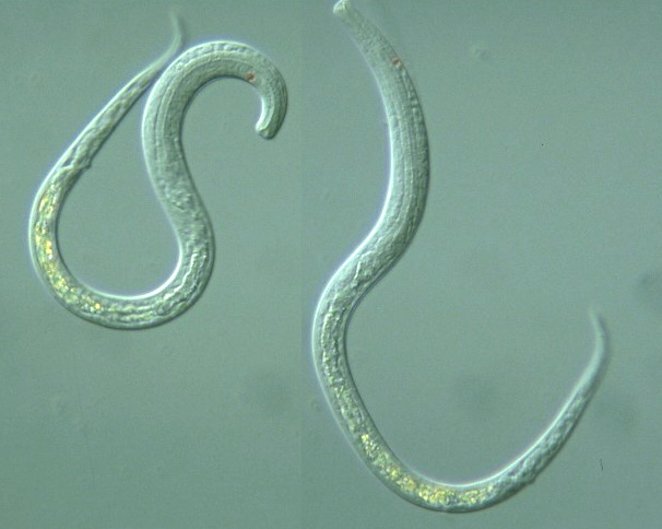 Trihineloza ~ Panvet - moj veterinar