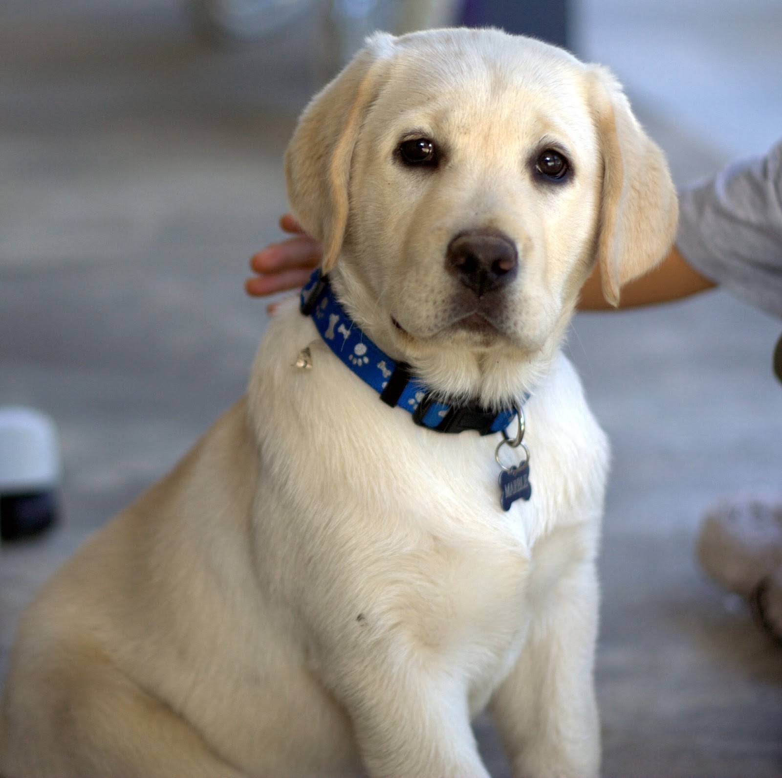 Shadow Ridge Labradors: Testimonials