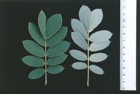 verdefolhaverde: FEDEGOSO (EWÉ RÉRÉ)