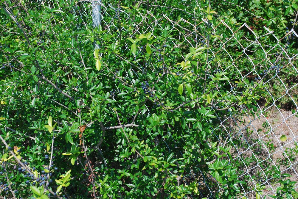 Space Coast Wildflowers: Satellite Beach Post Office Swale: Spring ...