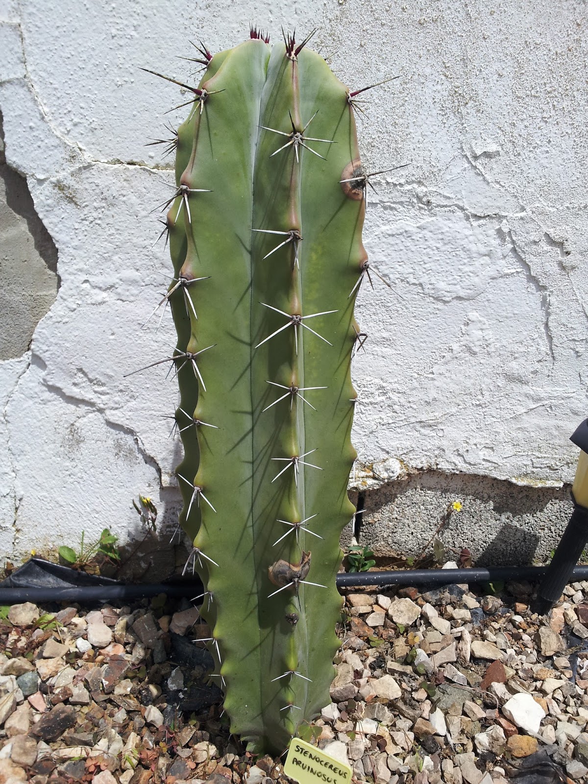 Los cactus de MJ-JA: Stenocereus pruinosus