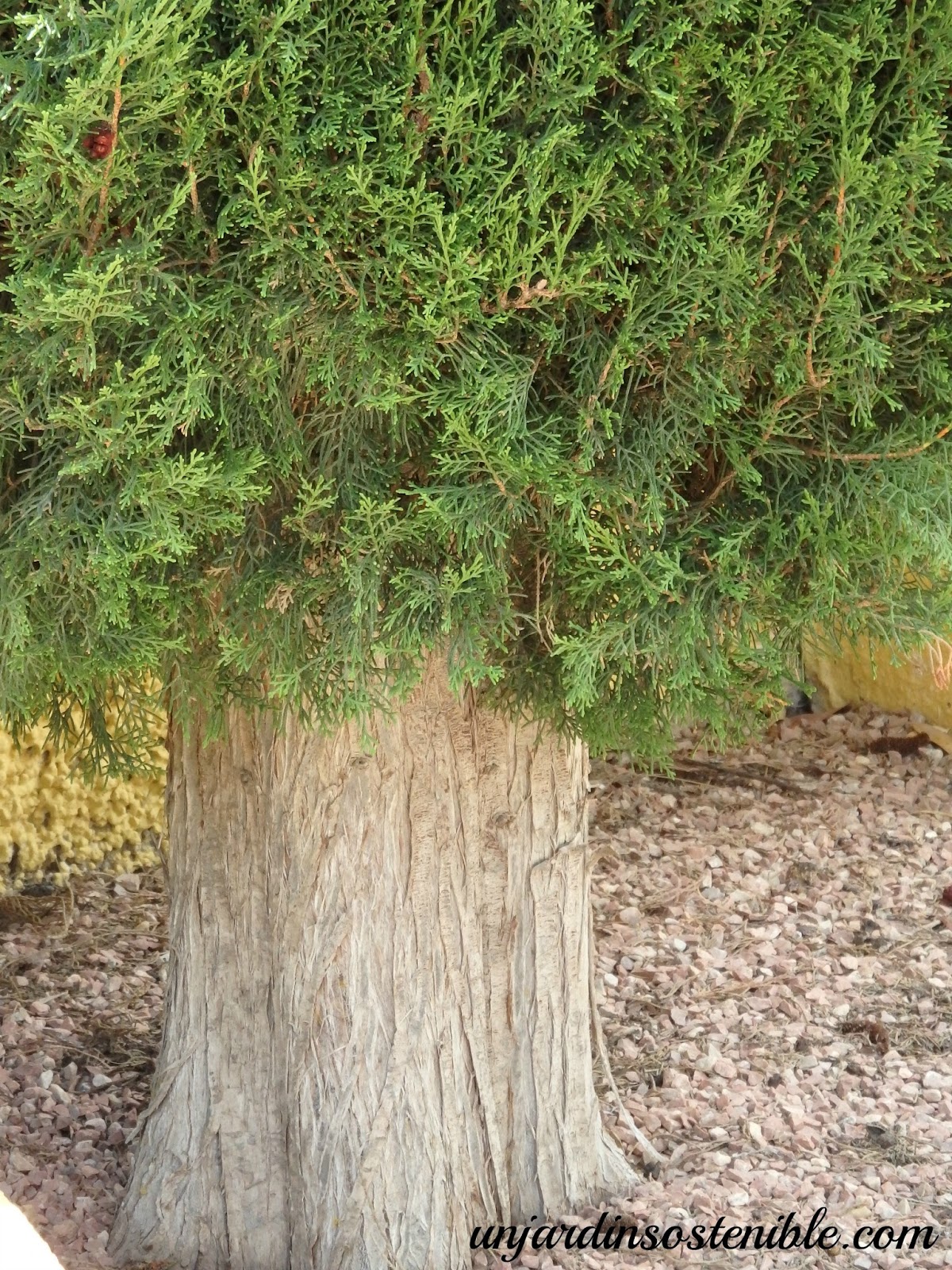 Cupressus sempervirens - Recomendaciones para efectuar seto o pantalla ...