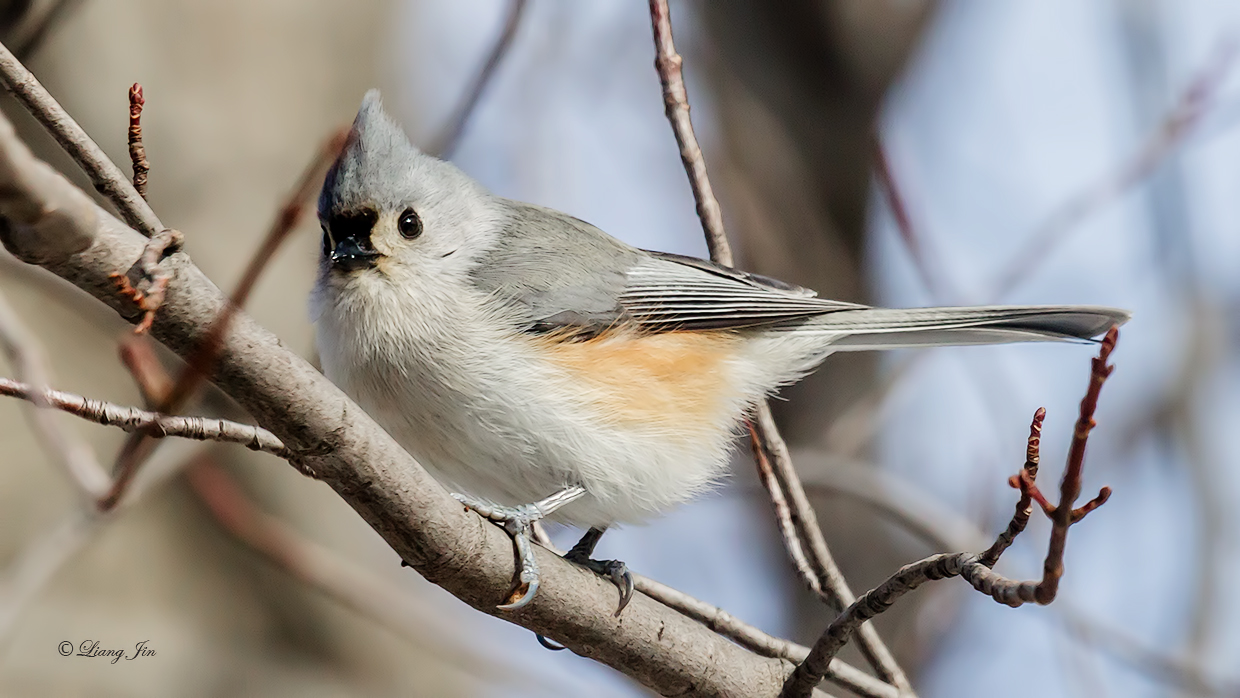 See What I See: Birds in January