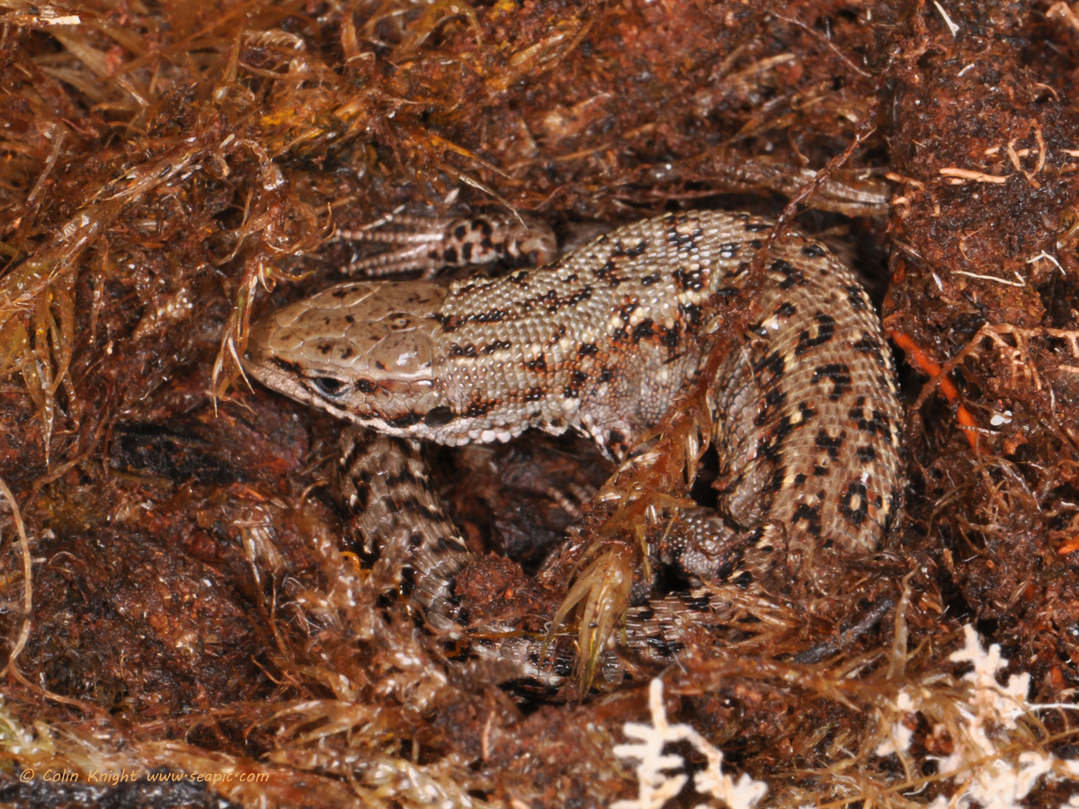 Postcards from Sussex: Marsh Tits, Red-belted Bracket & hibernating lizards