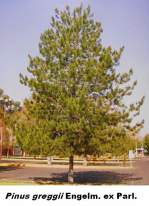 El cuexcomate: Los ignorados: Árboles y arbustos para ciudades