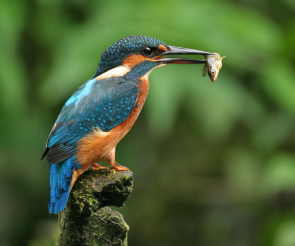 Nature of Bangladesh: Various Birds of Bangladesh