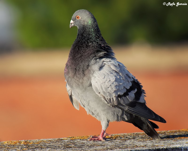 Mis encuentros con las Aves: 22.12.2013 Palomo de Clase