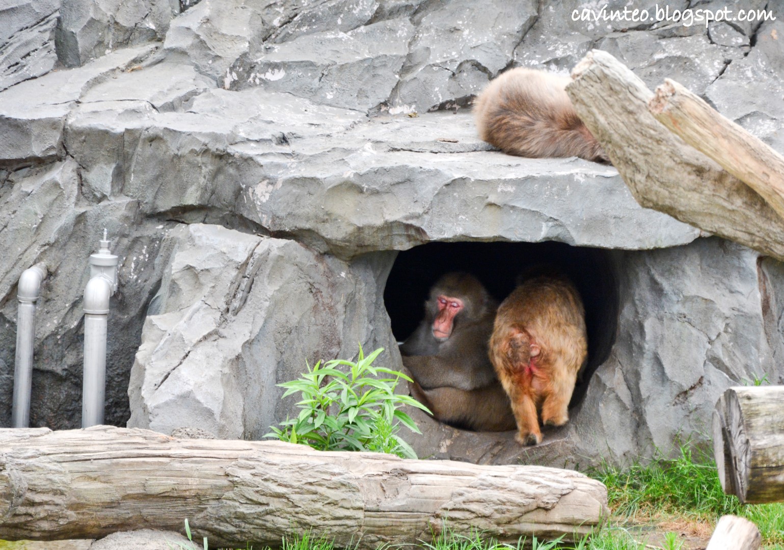 Entree Kibbles: Japanese Monkeys Section - Observatory & Resting Place ...