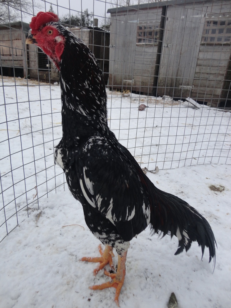 ASEEL FIGHTER PHOTOS - ASEEL FIGHTER PHOTOS