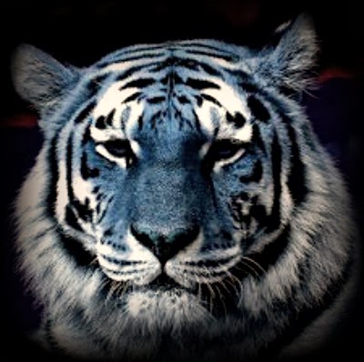 Phantoms and Monsters - Real Cryptid Encounter Reports - Fortean ...