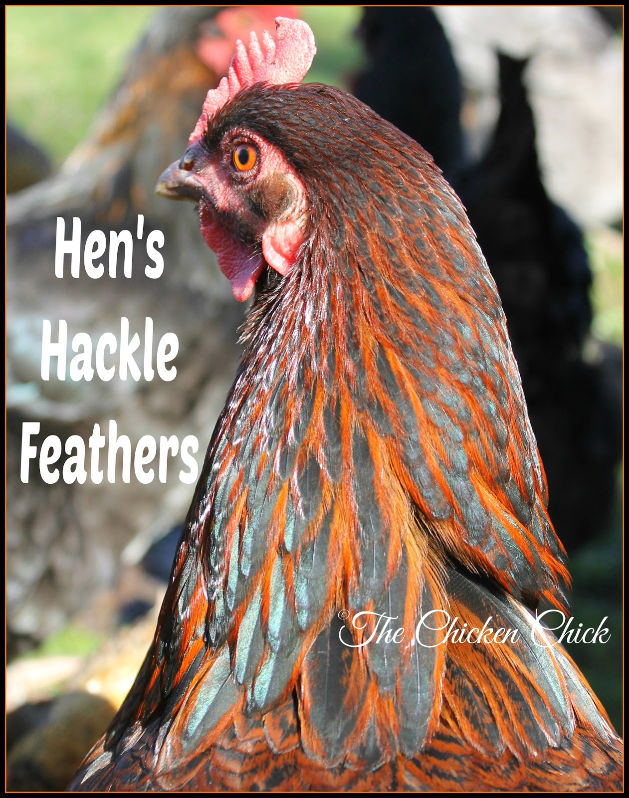 Is Trucky a rooster? : r/BackYardChickens