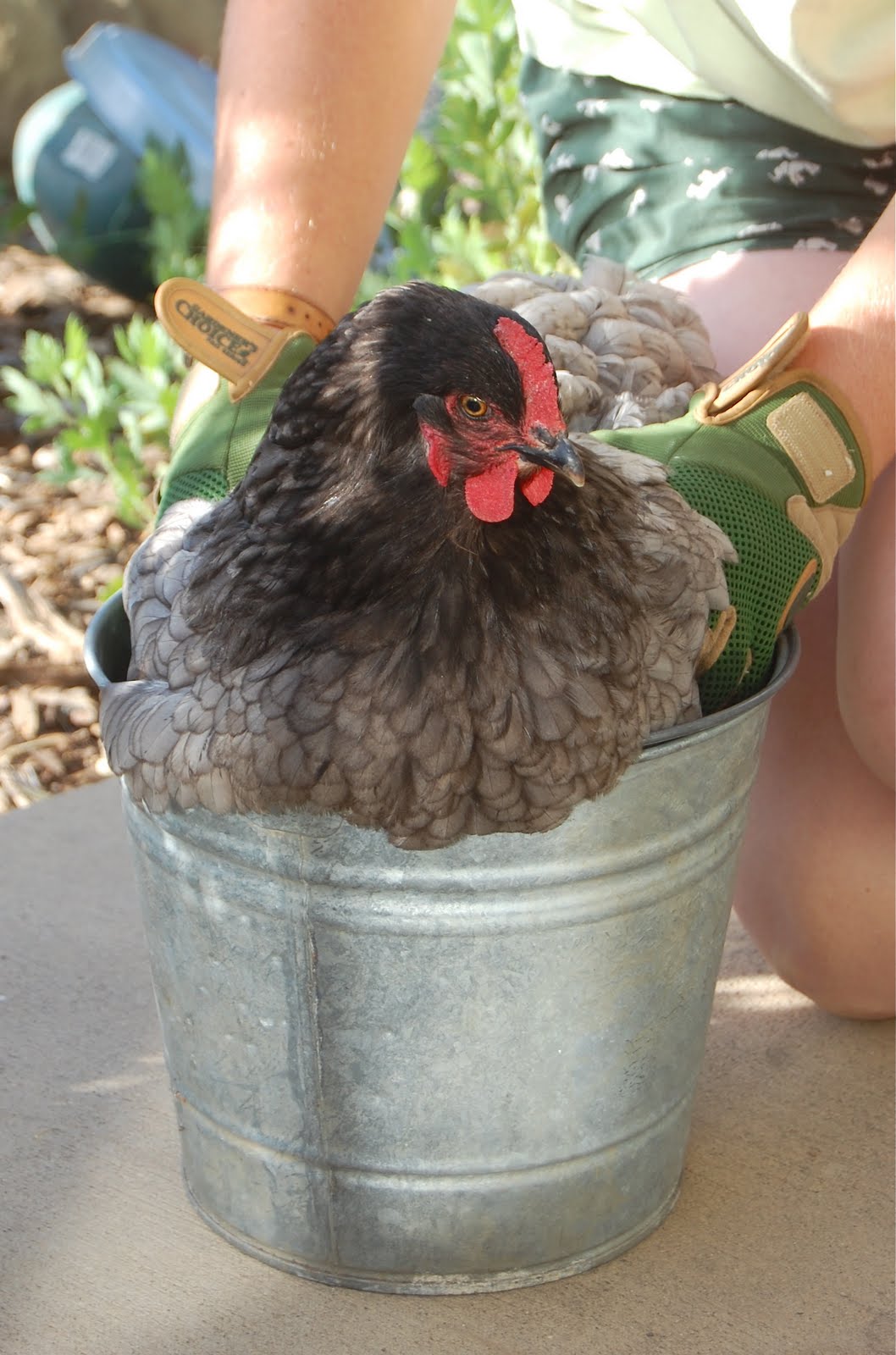 Gracie's Backyard Chickens