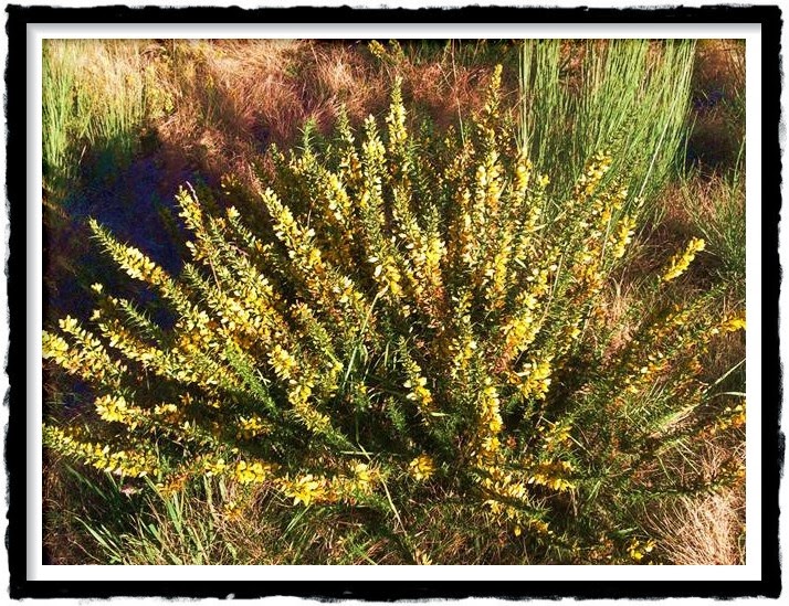 ! PALABRAS INTERESANTES, HERMOSAS, RARAS Y DIVERTIDAS: TOJO: DEFINICION ...