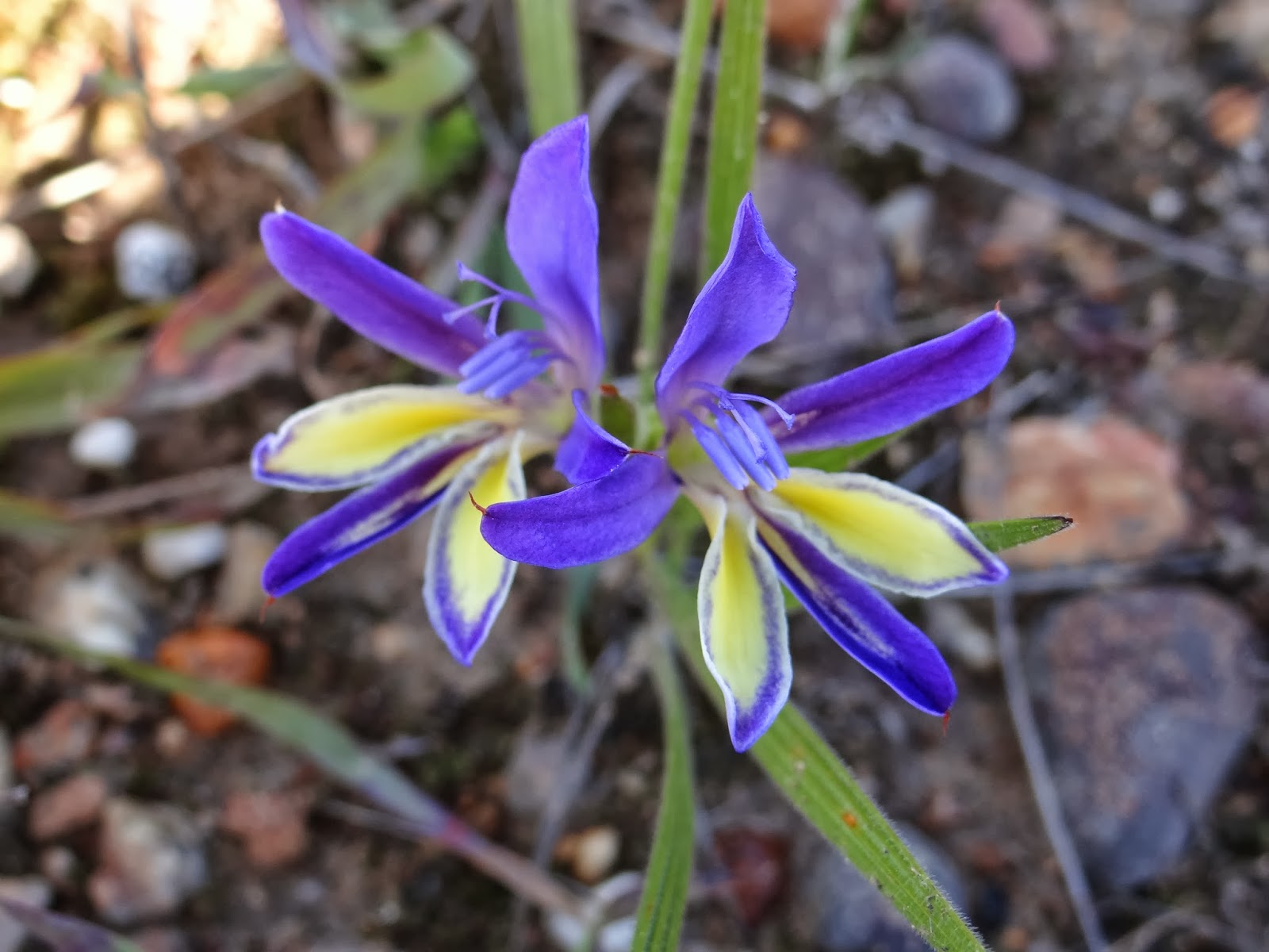Caerulean Skies: Bold and Beautiful Babiana