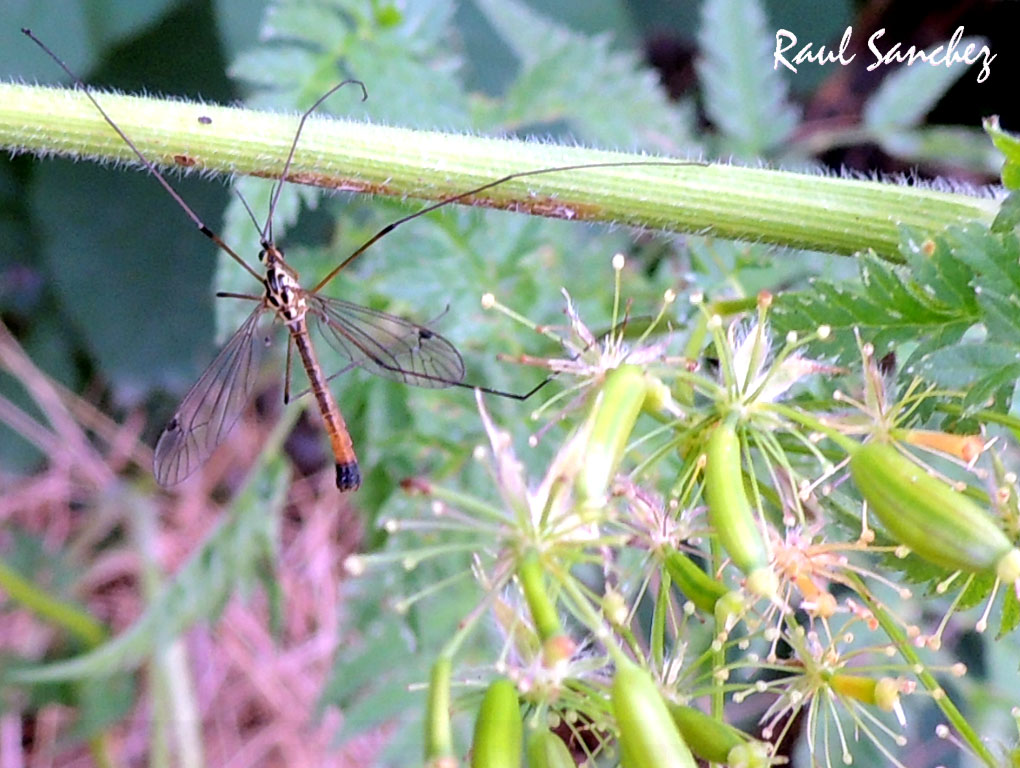 Naturaleza Viva : Mosquito Comun ( o zancudo )