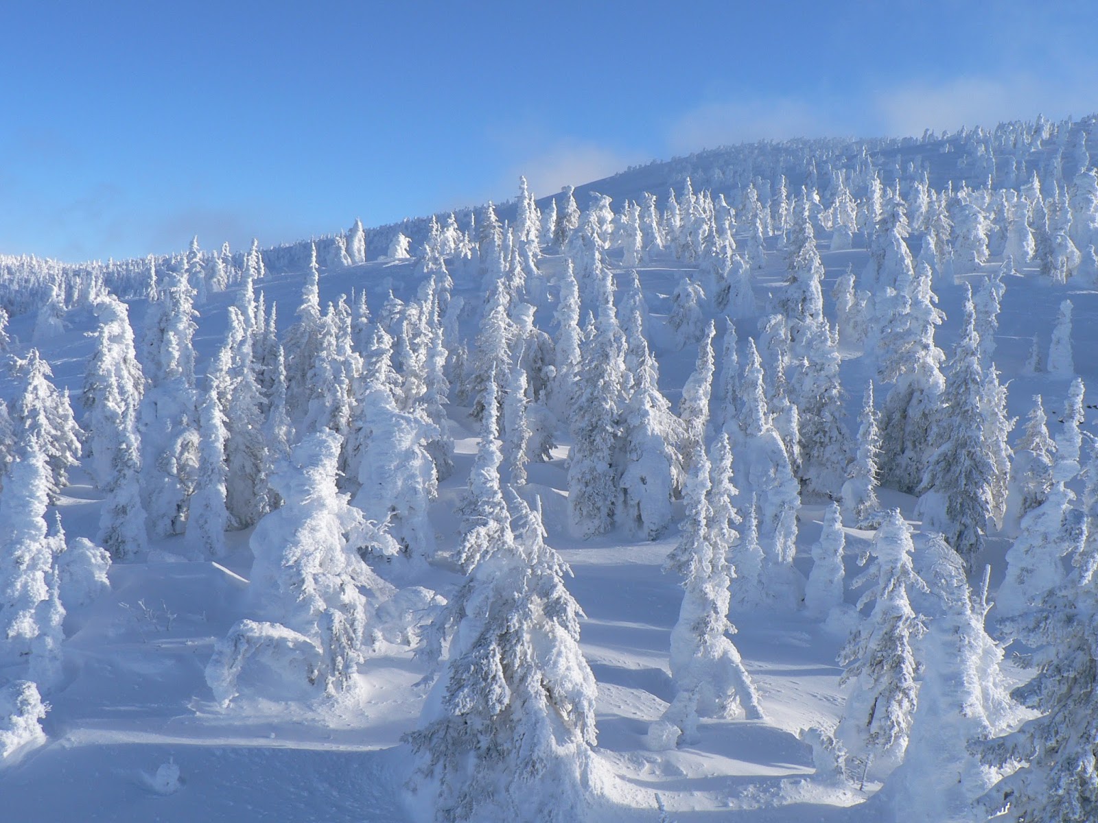 Some Kind Of Bliss: The Snow Ghosts