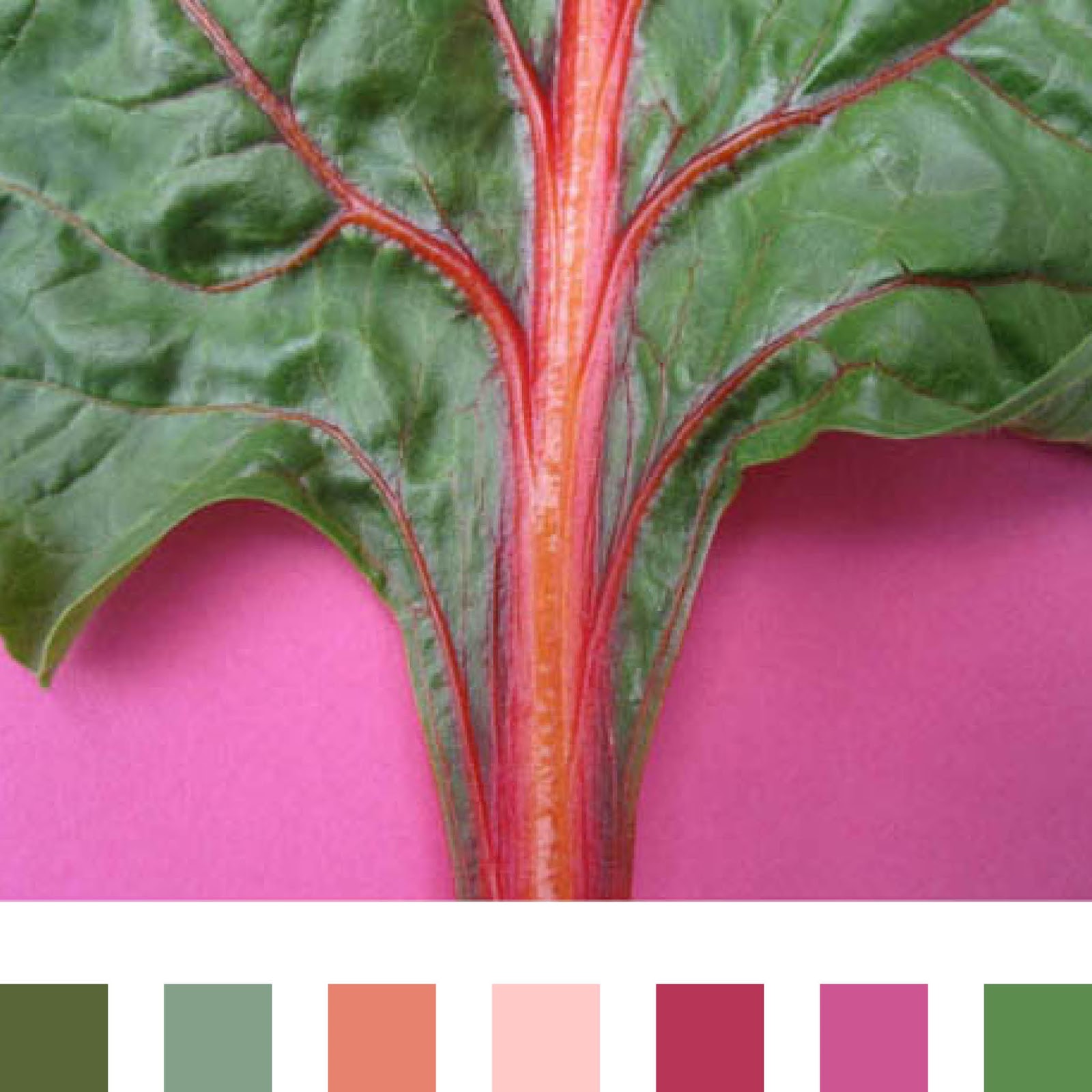 Diane Carnevale: Color inspiration—Swiss chard