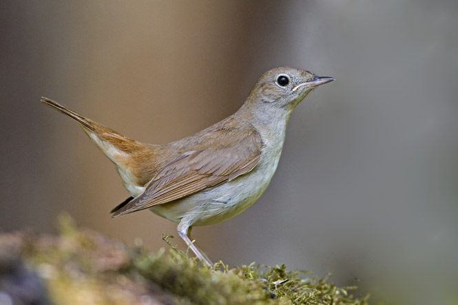PETER'S PORTFOLIO..............Bird & Wildlife Photography: Nightingale ...