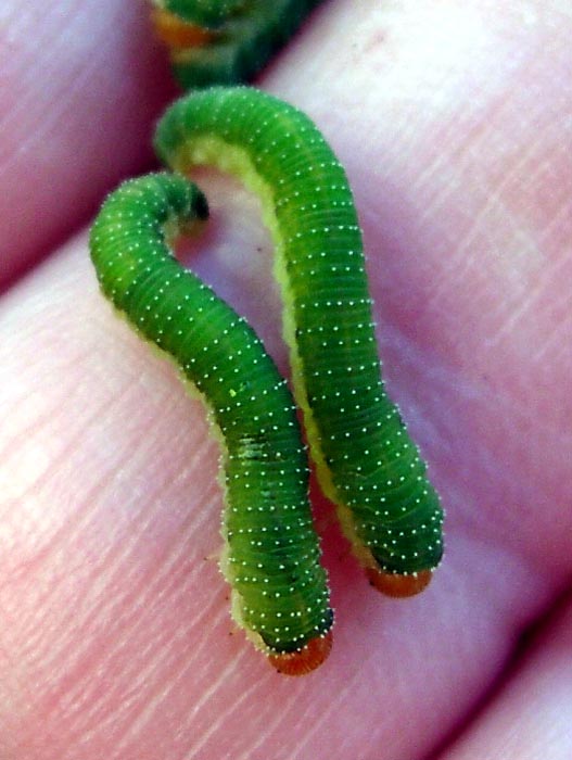 Animales verdes - Imagui