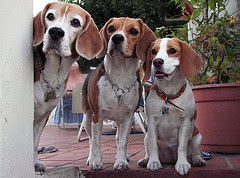 hush pupies dogs wallpapers