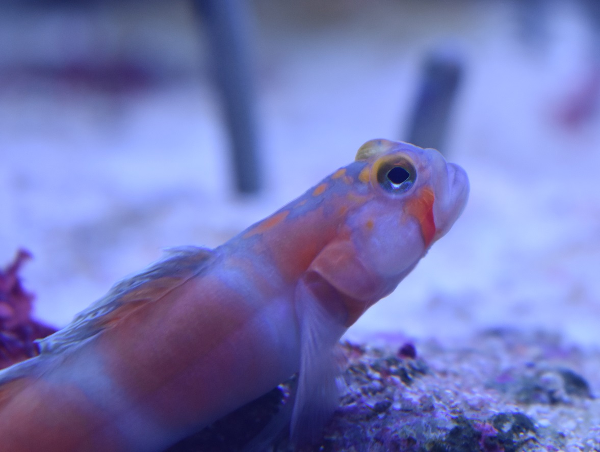 ZOOTOGRAFIANDO (6.100 ANIMALS): GOBIO PINKBAR / PINKBAR GOBY ...