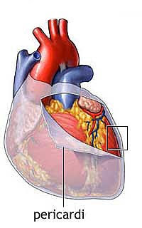 L'aparell circulatori: Cor