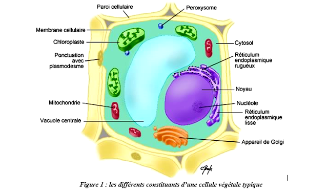 طلاب البيولوجيا في الجزائر: COUR N01 DE BIOLOGIE VÉGÉTALE : LA CELLULE ...