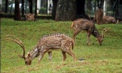 Mengenal Daging Rusa dan Manfaatnya - Rumah Petani
