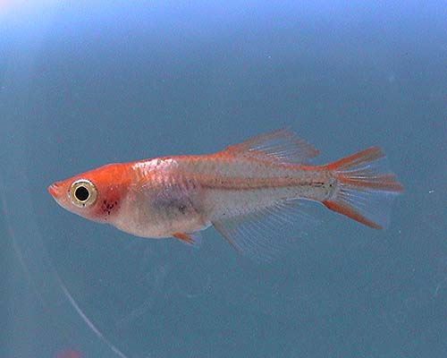 Goldfish Garage: A Two Car Fishroom: Medaka: Japanese Rice fish ...