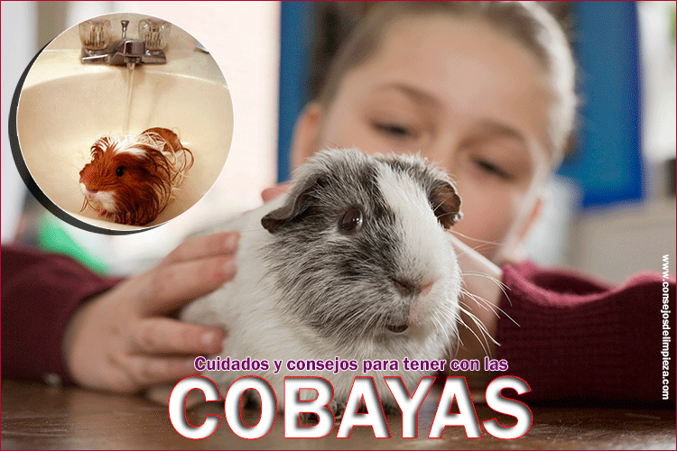 CONSEJOS PARA CUIDAR SU COBAYA | CONSEJOS DE LIMPIEZA, TRUCOS, TIPS Y ...