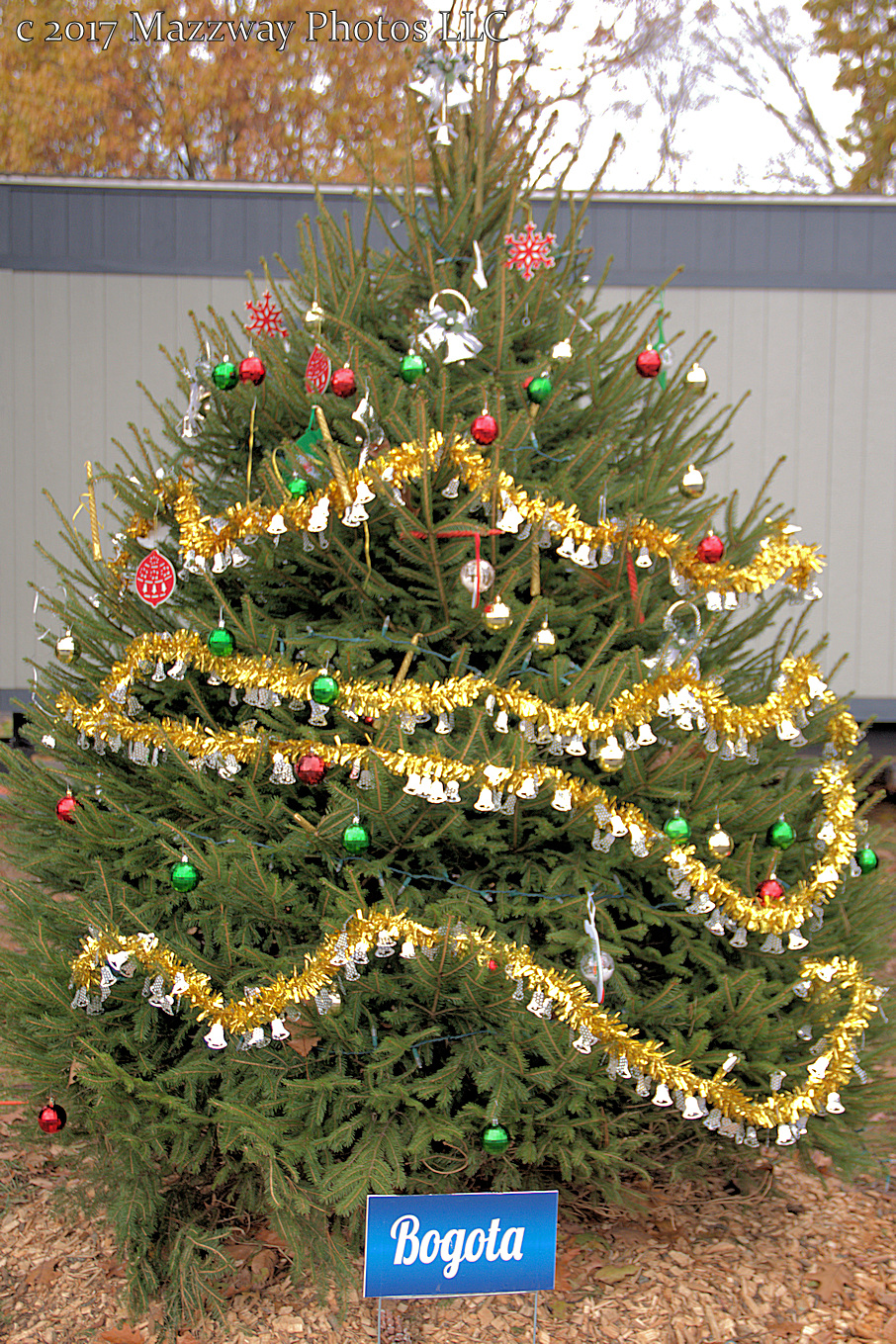 Bogota Blog NJ: Bogota Tree