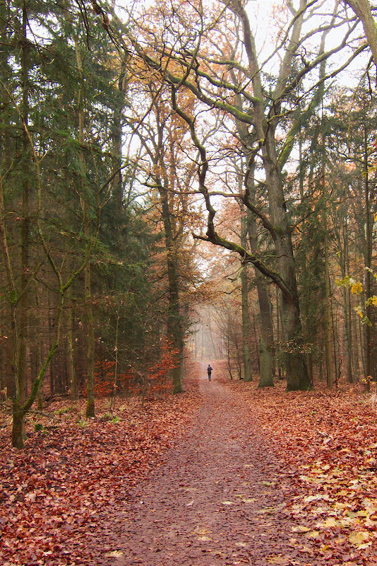 Alergare prin padure, catarare, sauna, Dahlem si dervisi rotitori ...