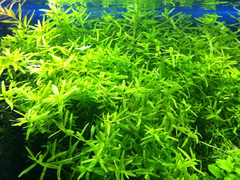 Especies: Rotala sp. Green