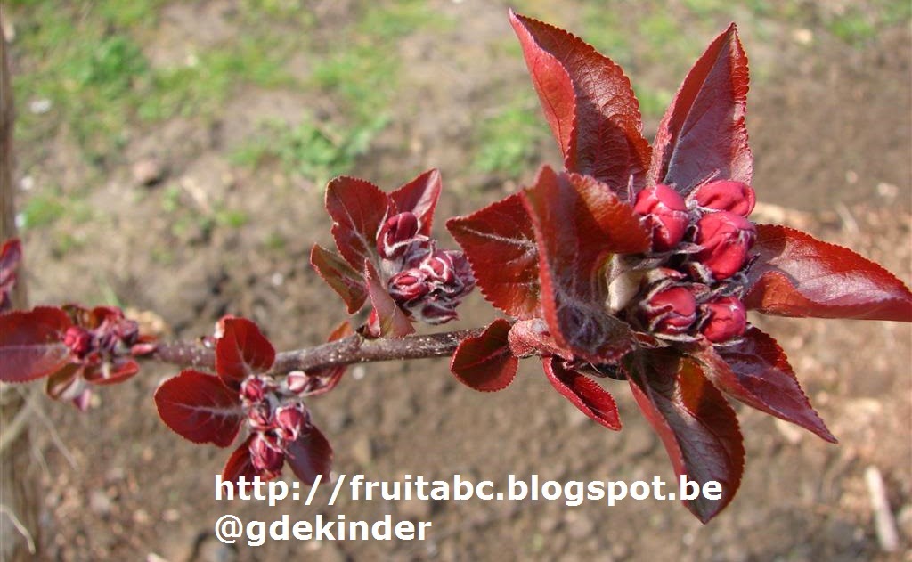 Inheems- en uitheems fruit: Appelbomen zonder bloemen?