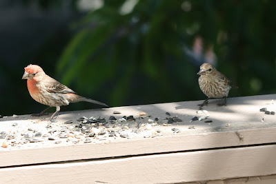 Birdland West: House Finches, the First Day of Summer, and Baseball